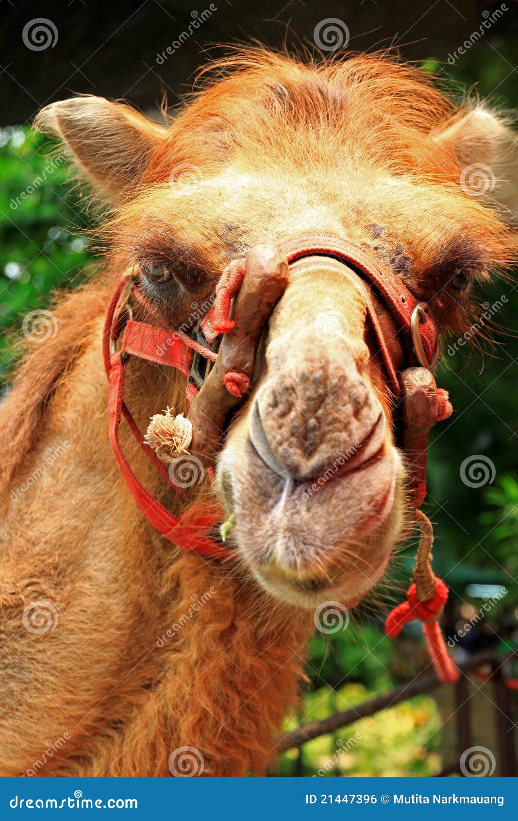 Close up of camel head stock photo. Image of looking - 21447396