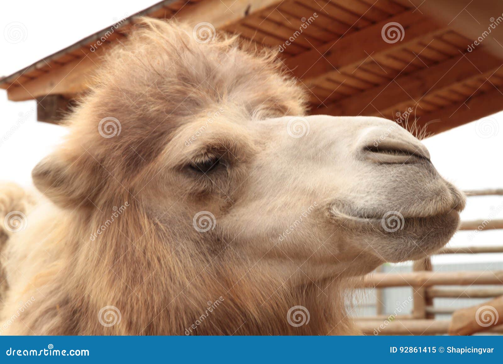Close-up of a camel head stock image. Image of transportation - 92861415