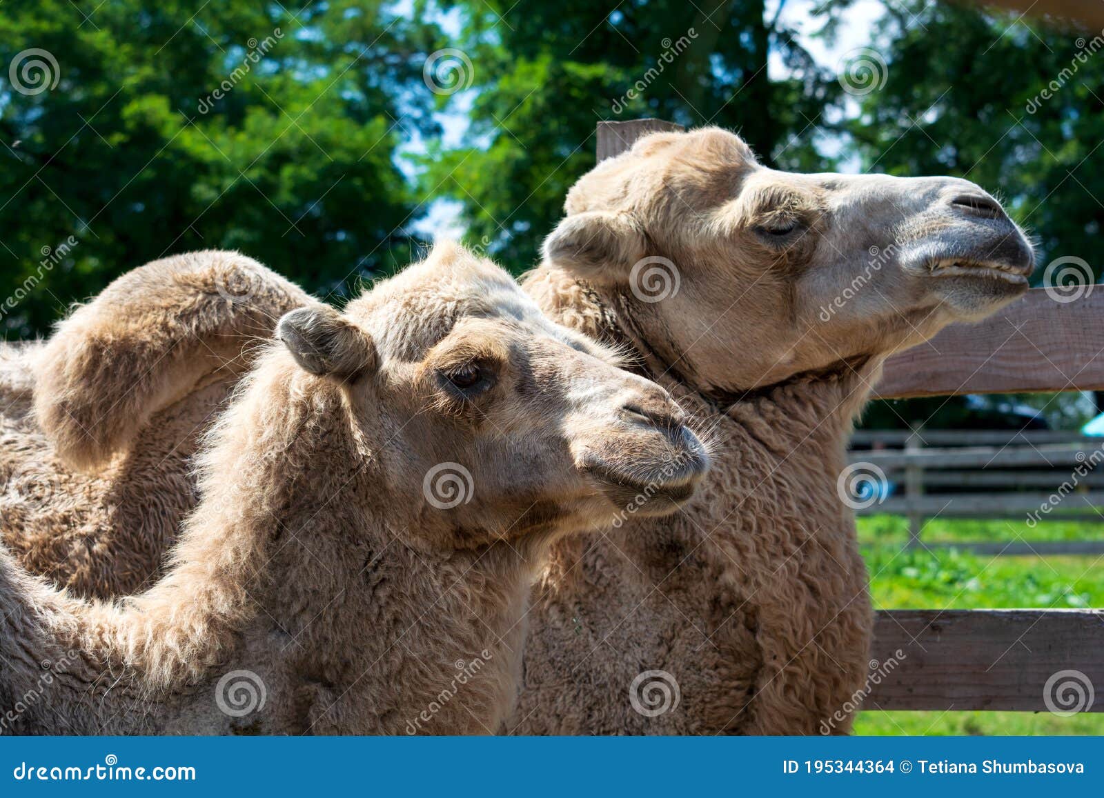 Close-up of Camel Heads. Selective Focus Stock Photo - Image of nose ...
