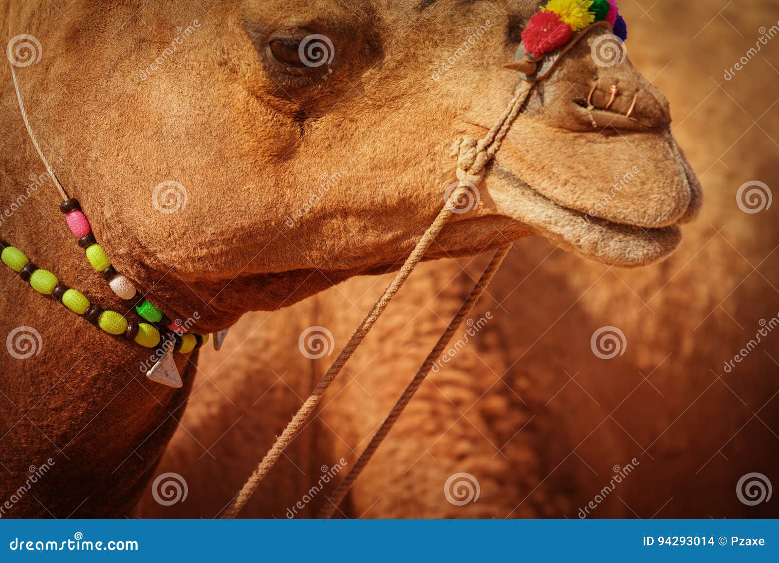 Close Up of Camel Muzzle with Traditional Decorations. India, Pu Stock ...