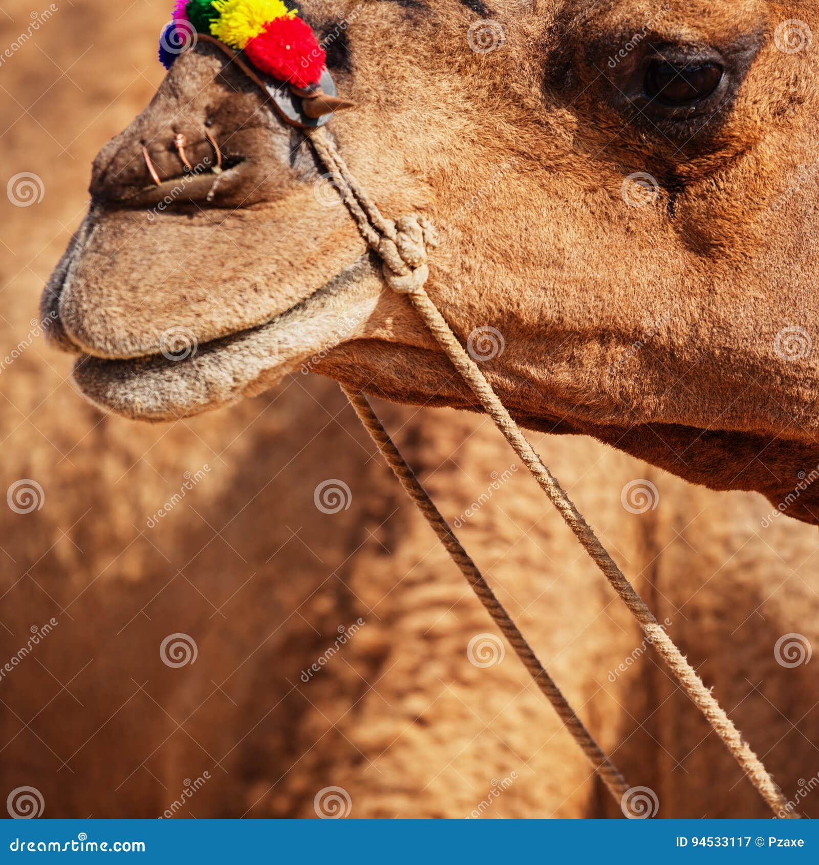 Camel - Muzzle Close Up, Sinai, Egypt. Royalty-Free Stock Photo ...
