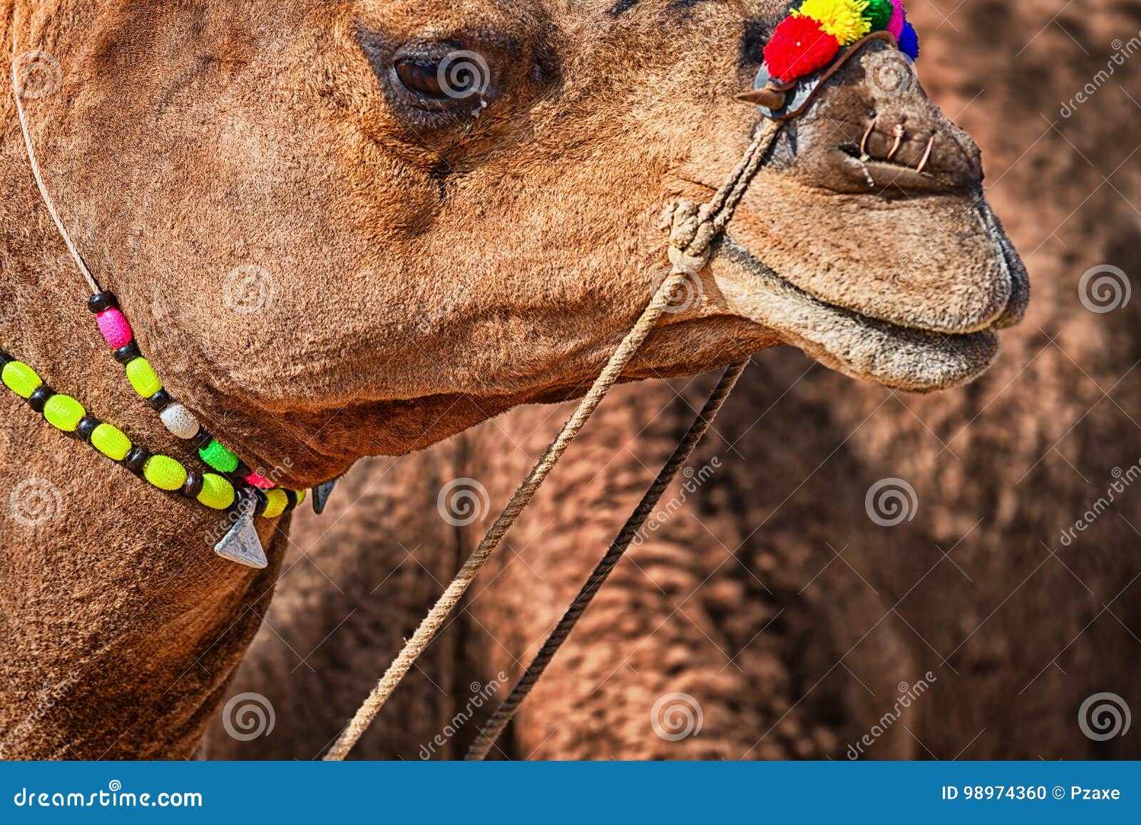Camel - Muzzle Close Up, Sinai, Egypt. Royalty-Free Stock Photo ...