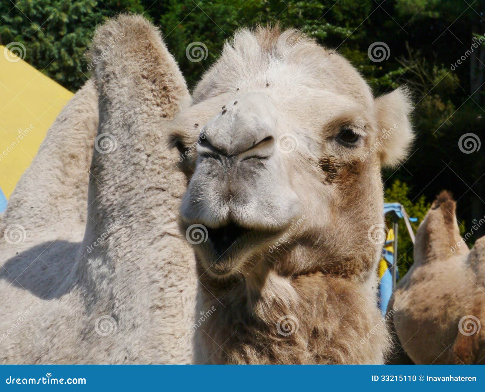 Close up of a camel stock photo. Image of camelus, lips - 33215110