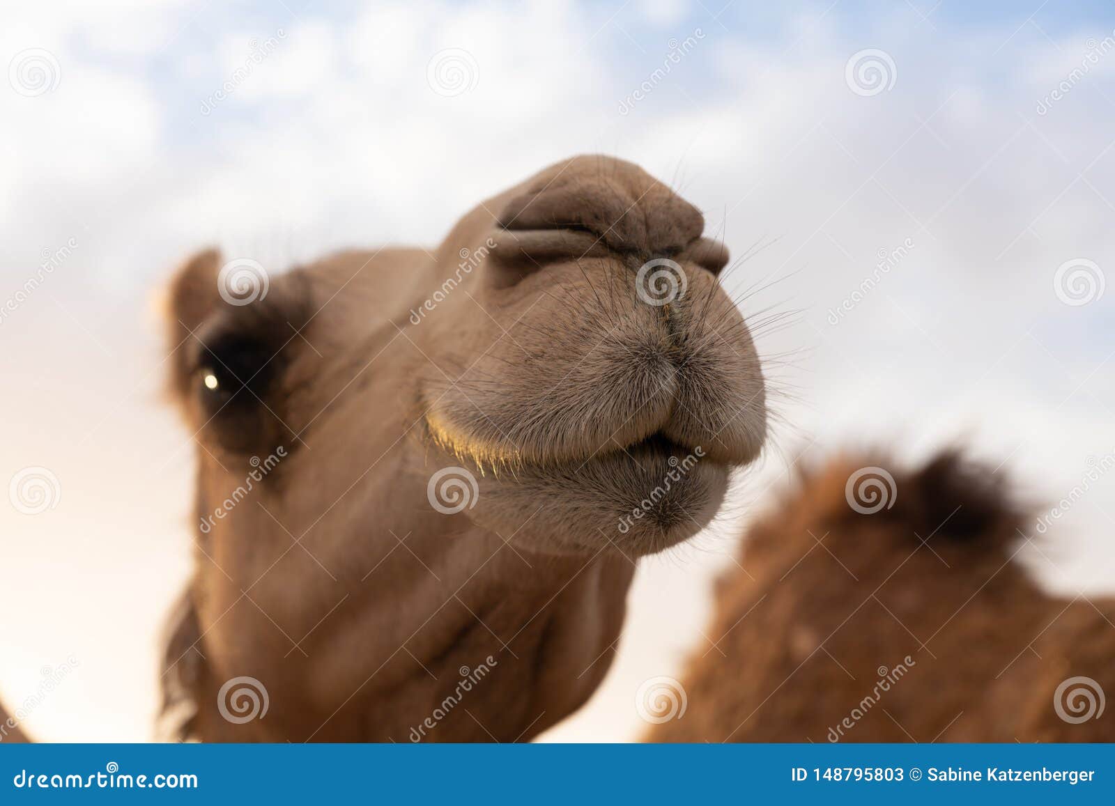 Close-up of a camel stock image. Image of cute, east - 148795803