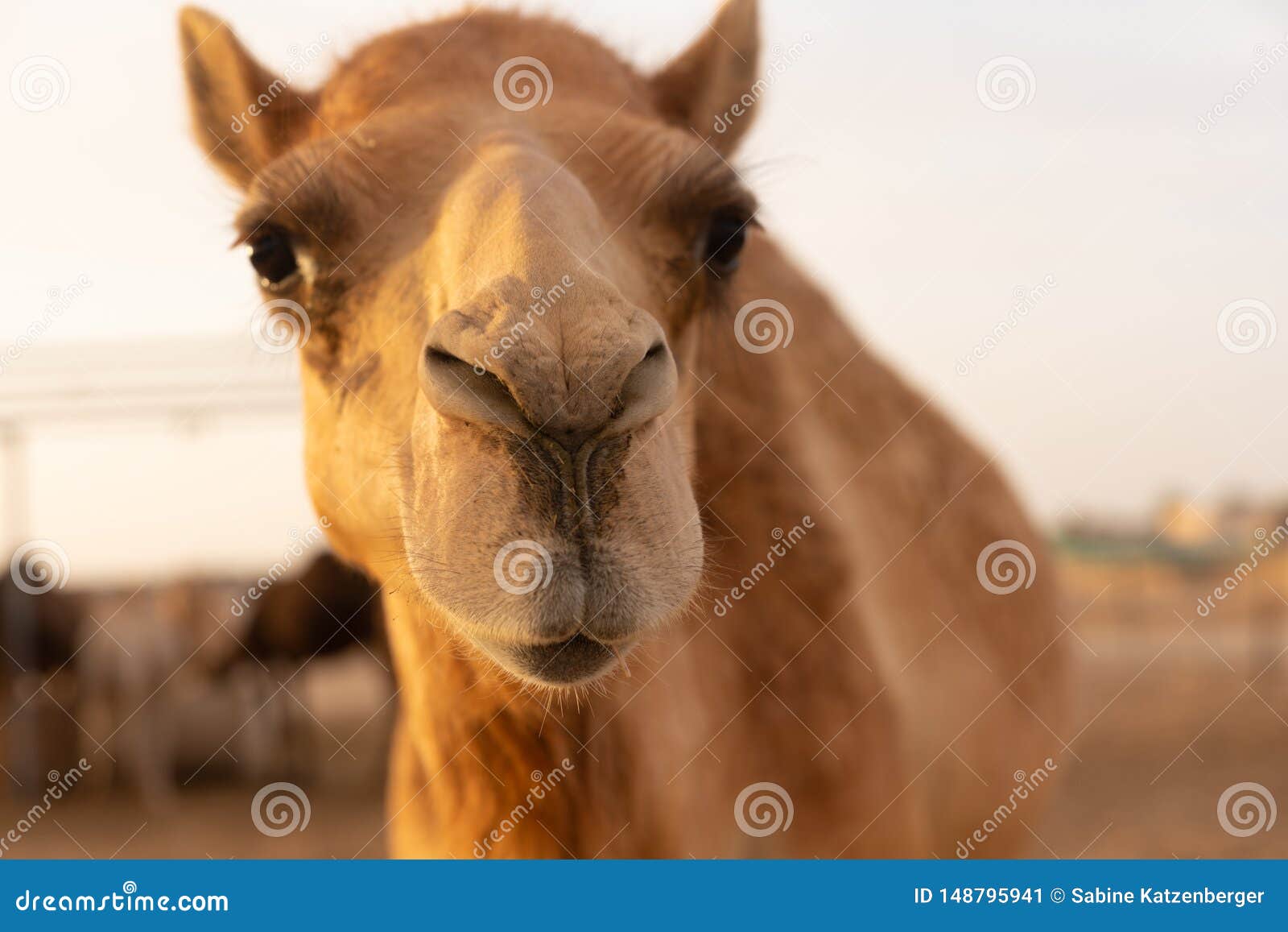 Close-up of a camel stock image. Image of hump, domestic - 148795941