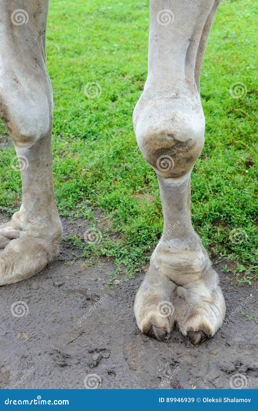 Close Up of the Camel`s Feet on the Ground Stock Image - Image of ...