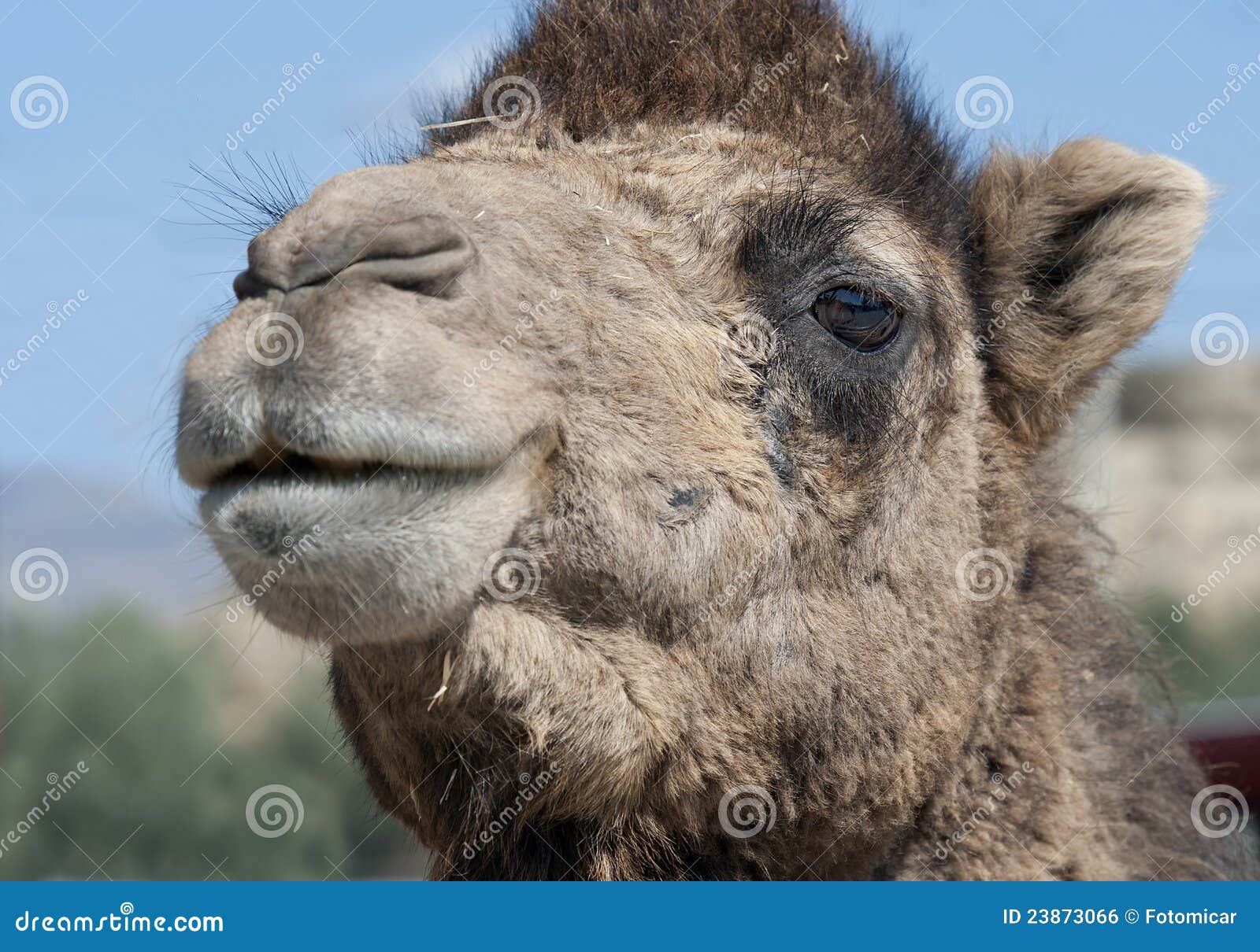 Close up of a Camel s Head stock photo. Image of africa - 23873066