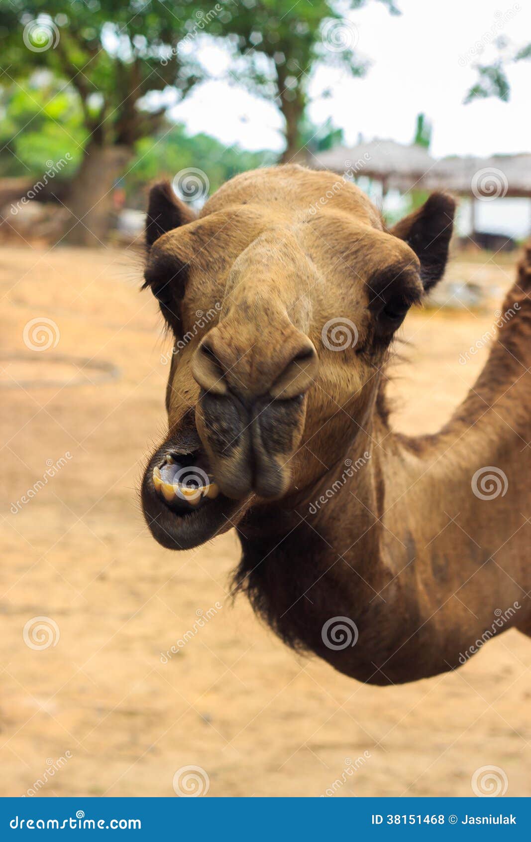 Close up of a camel s head stock photo. Image of desert - 38151468