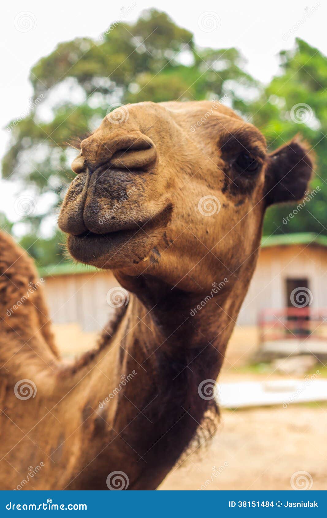Close up of a camel s head stock photo. Image of hump - 38151484