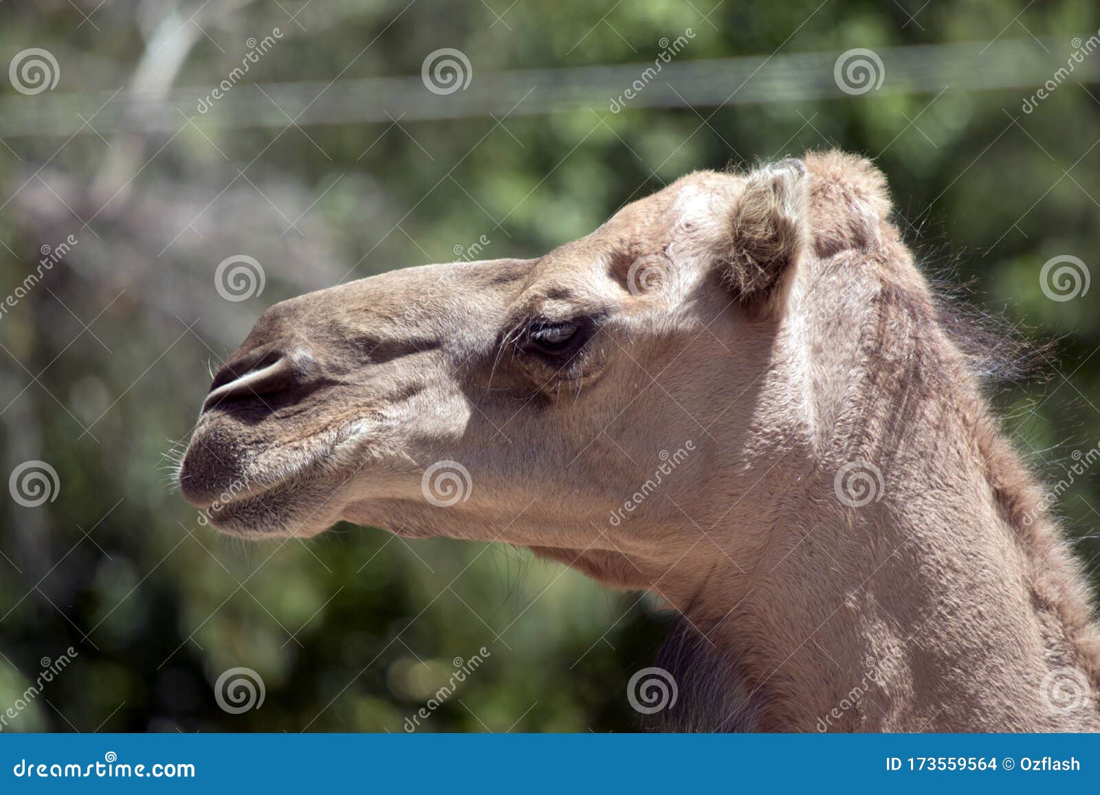 This is a Side View of a Camel Stock Photo - Image of close, water ...