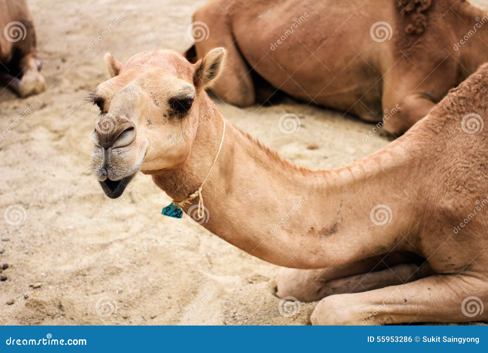 Close up camel stock photo. Image of heat, face, head - 55953286