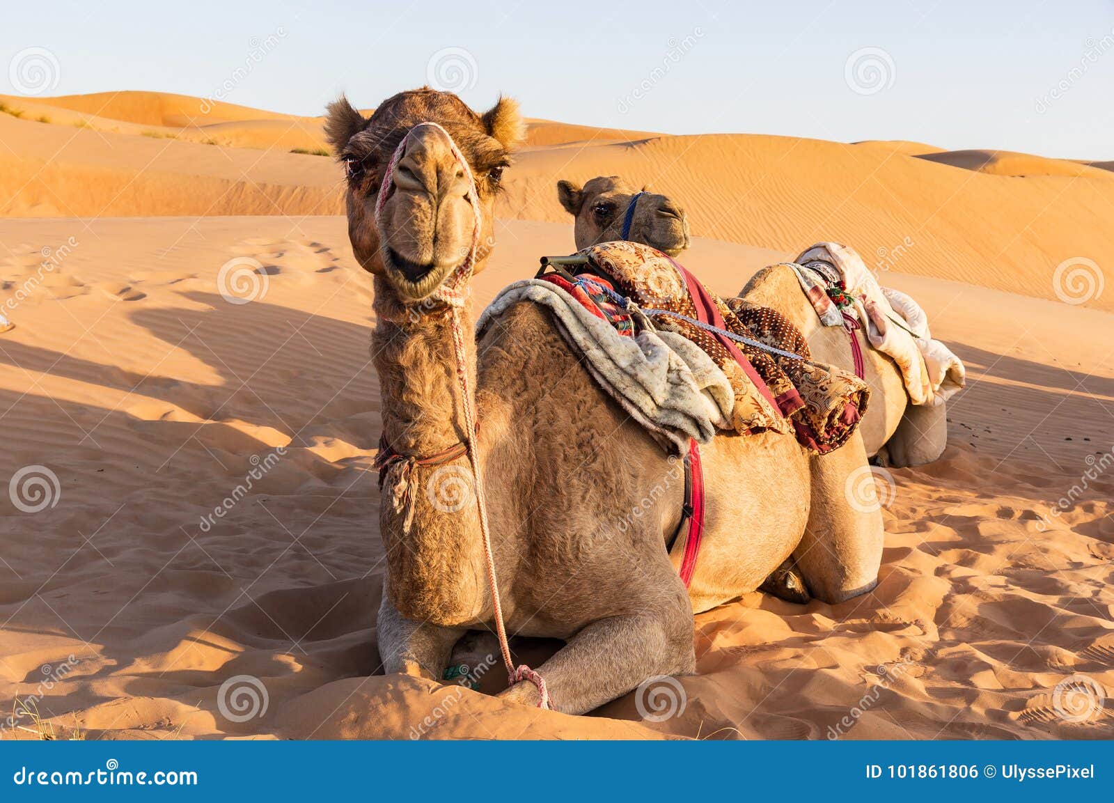 Close-up on Camel in Oman Desert Stock Photo - Image of safari, dune ...