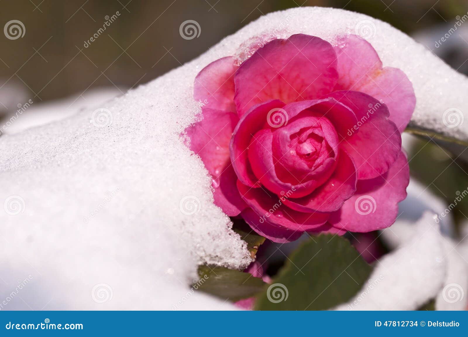 Close Up of a Camelia Flower Under the Snow Stock Photo - Image of ...