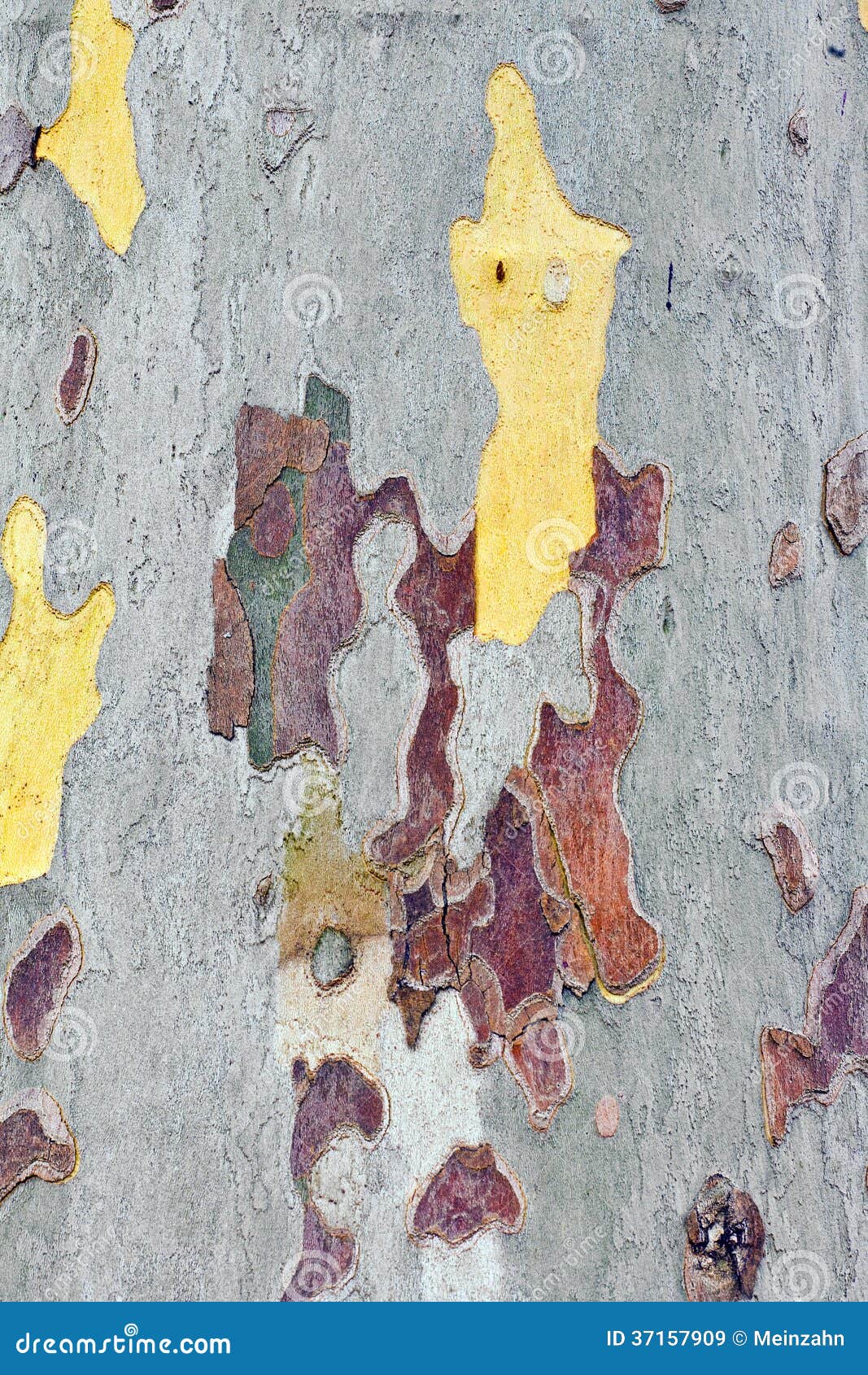 Close-up of the Camouflage Pattern of a Plane Tree Stock Image - Image ...