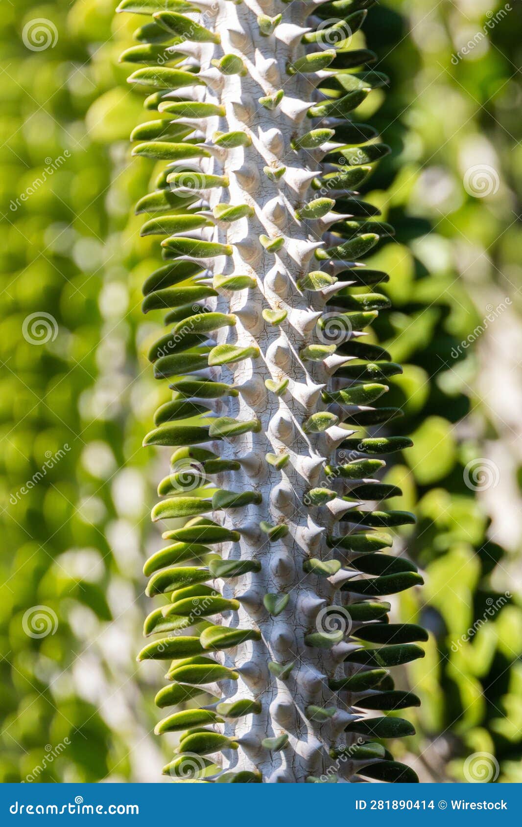 Close-up of Can Fox Tail Agave in the Forest with Long Spikes Stock ...