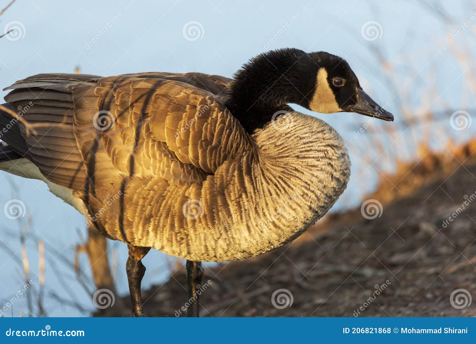 Close up of a Canada goose stock photo. Image of avian - 206821868