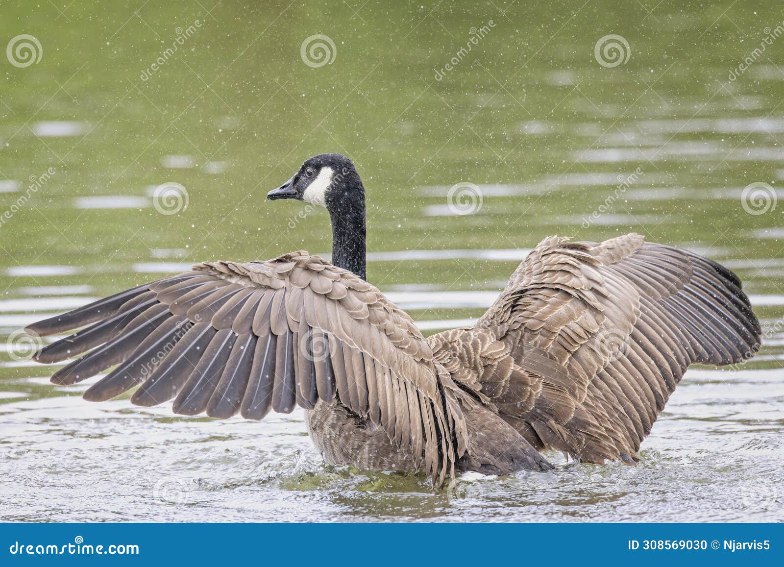 Close Up of a Canada Goose Splashing Water with Flapping Wings on Lake ...