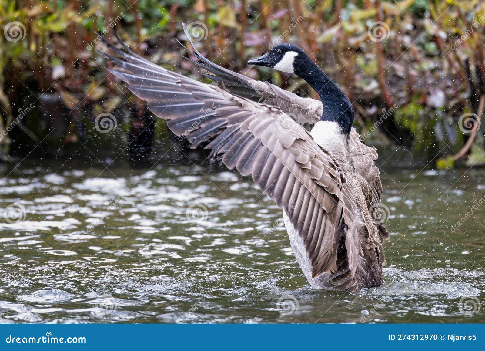 Close Up of Canada Goose with Wings Fully Extended Forward, Reared Up ...