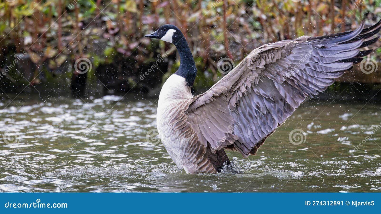 Close Up of Canada Goose with Wings Fully Extended Forward, Reared Up ...
