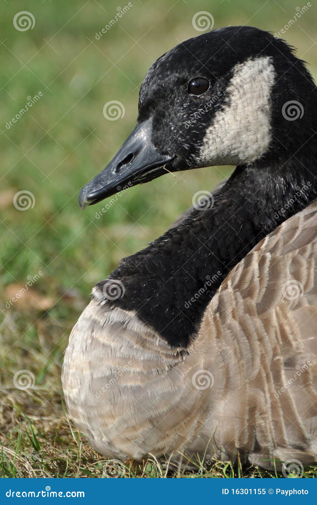 Close-up Canadian goose stock image. Image of bird, rock - 16301155