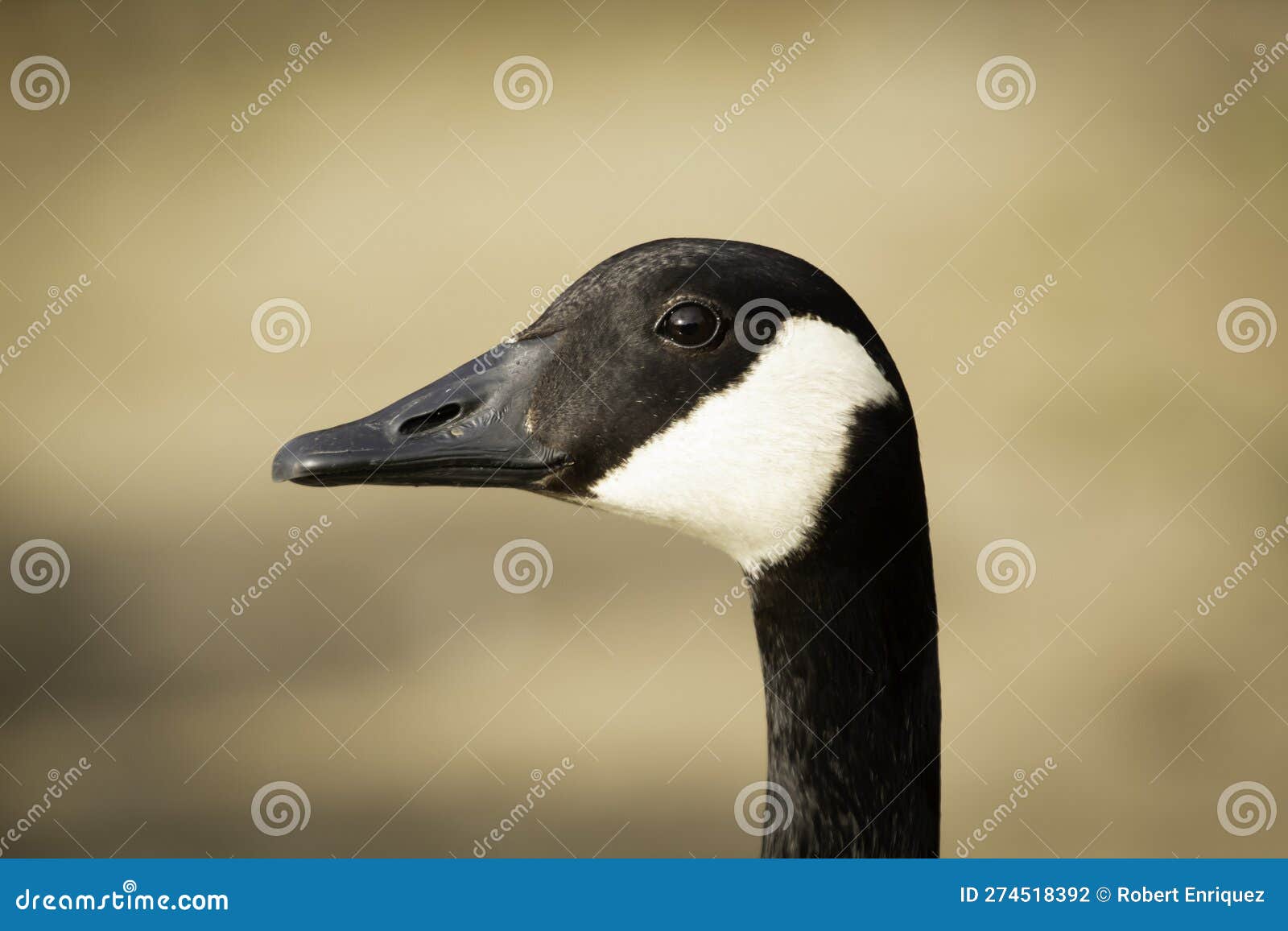 A Close Up of a Canadian Goose Face Stock Photo - Image of black ...