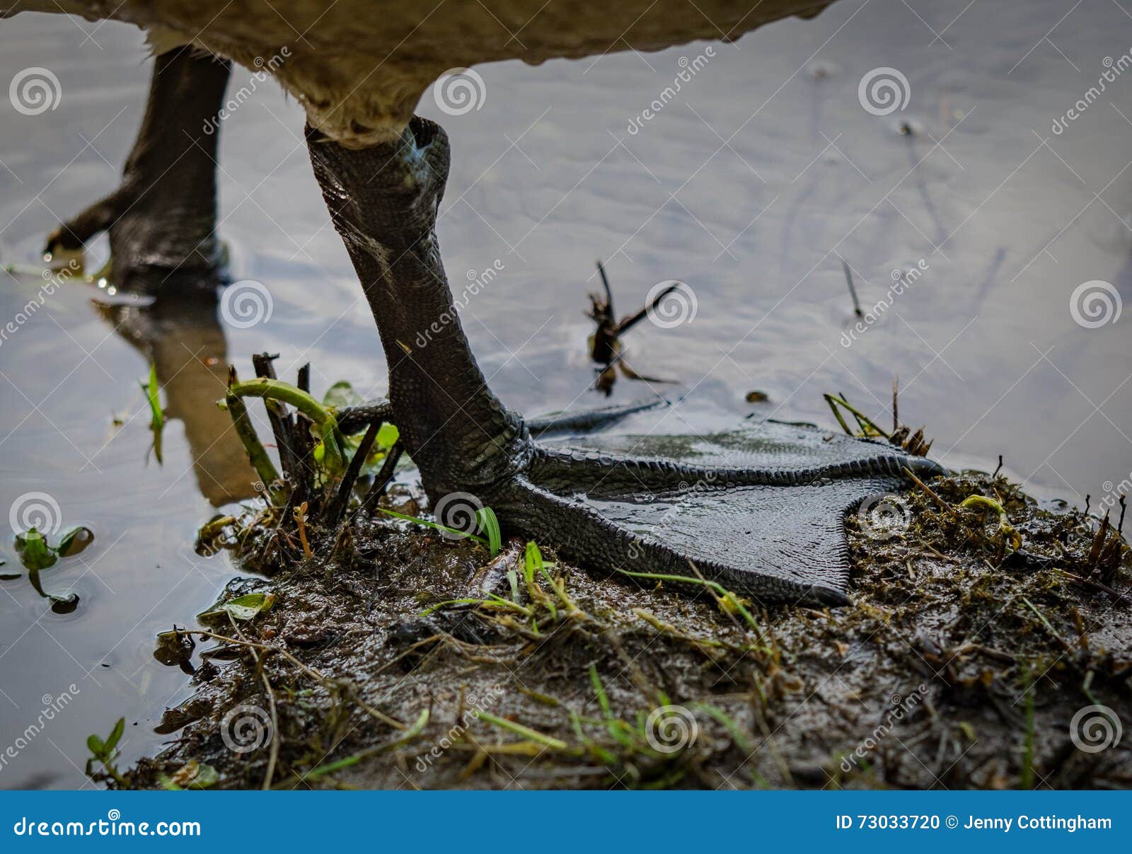 Close Up Canadian Goose Webbed Feet in Mud Stock Photo - Image of ...
