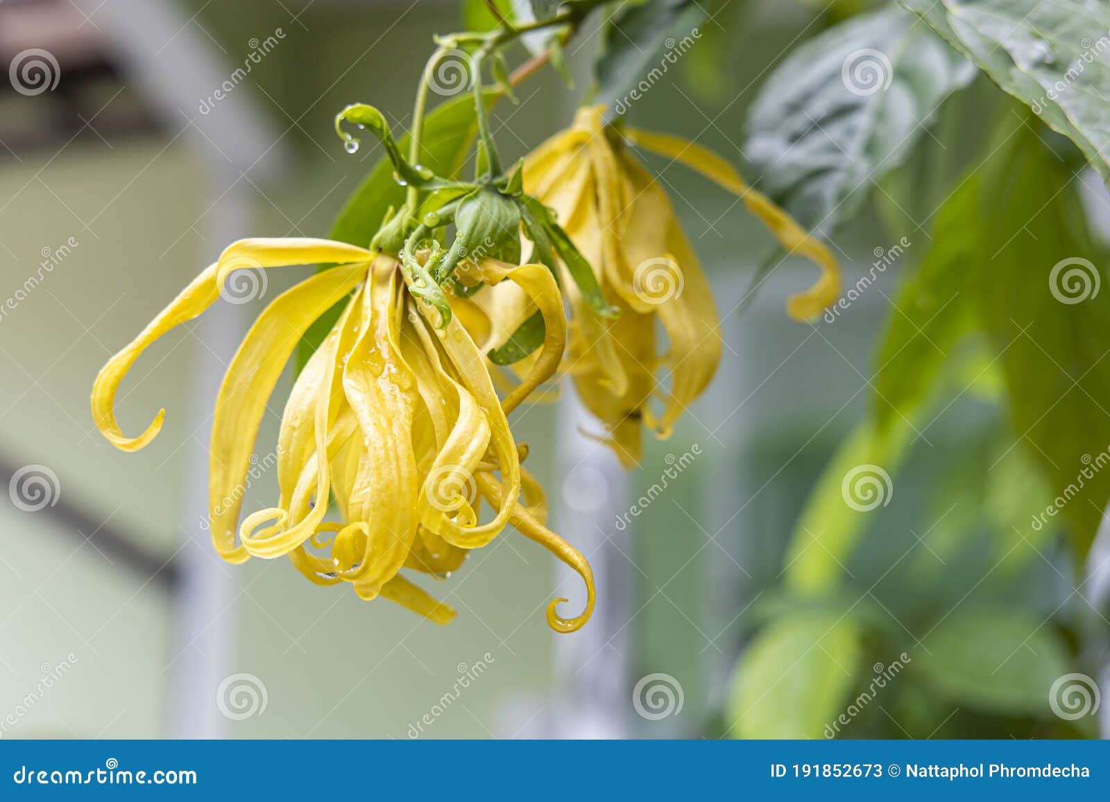 Close Up of Cananga Odorata Flower with the Leaf after Rainning Stock ...