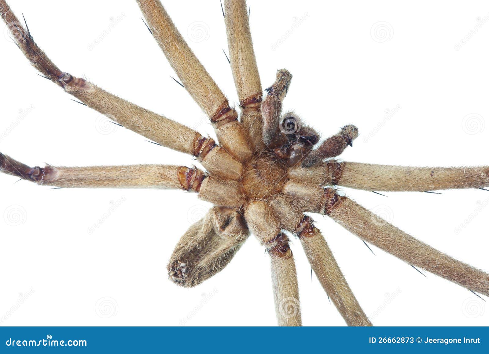 Close up of Cane spider stock image. Image of natural - 26662873