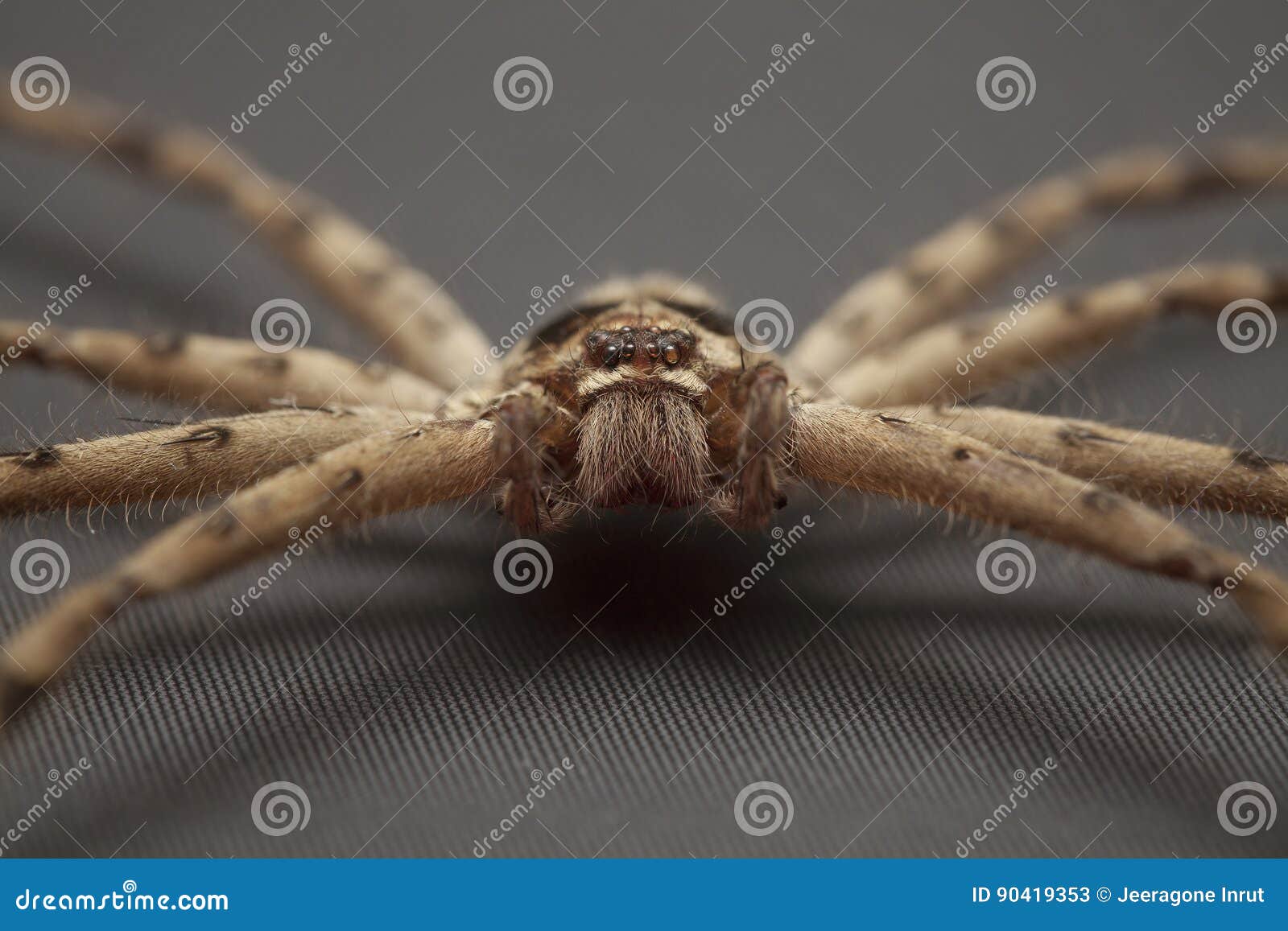 Close up of cane spider stock image. Image of macro, spot - 90419353