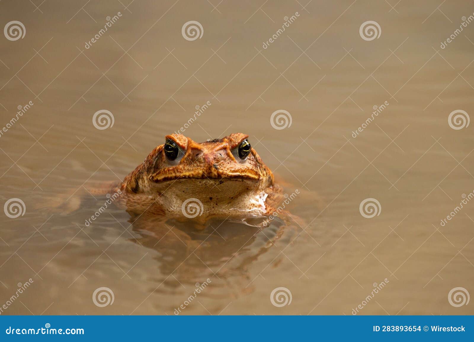 Close-up of a Cane Toad Standing in Shallow Water, Looking Directly ...