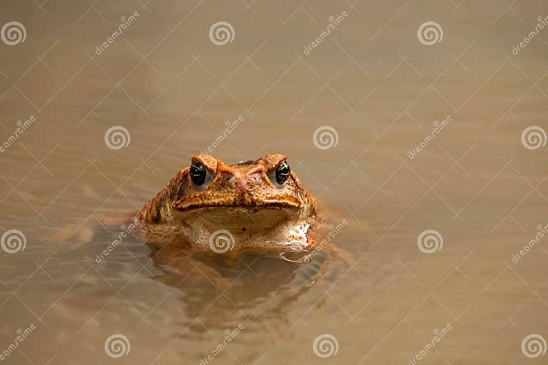 Close-up of a Cane Toad Standing in Shallow Water, Looking Directly ...