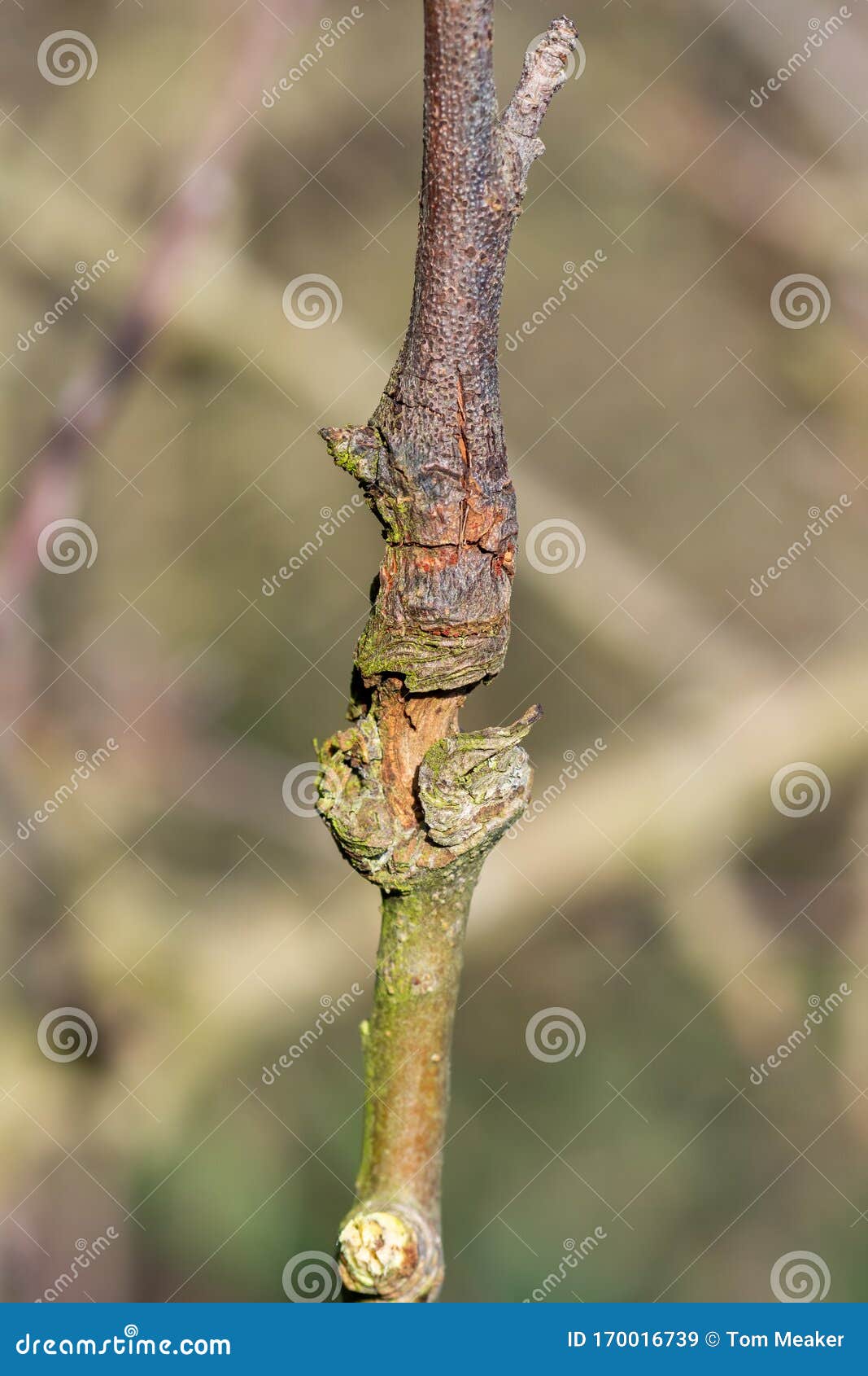 Canker on an apple tree stock image. Image of biology - 170016739