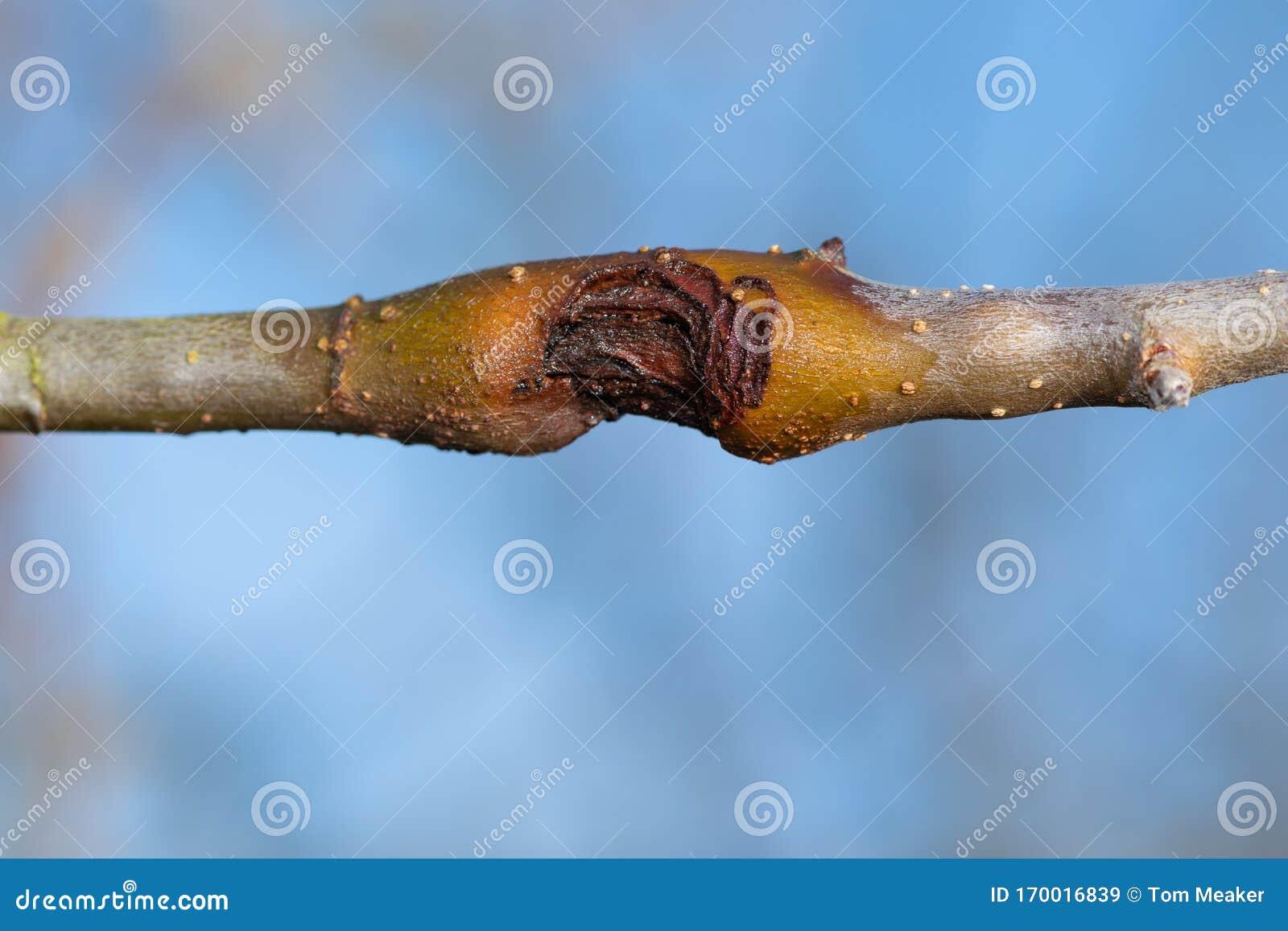 Canker on an apple tree stock image. Image of ditissima - 170016839