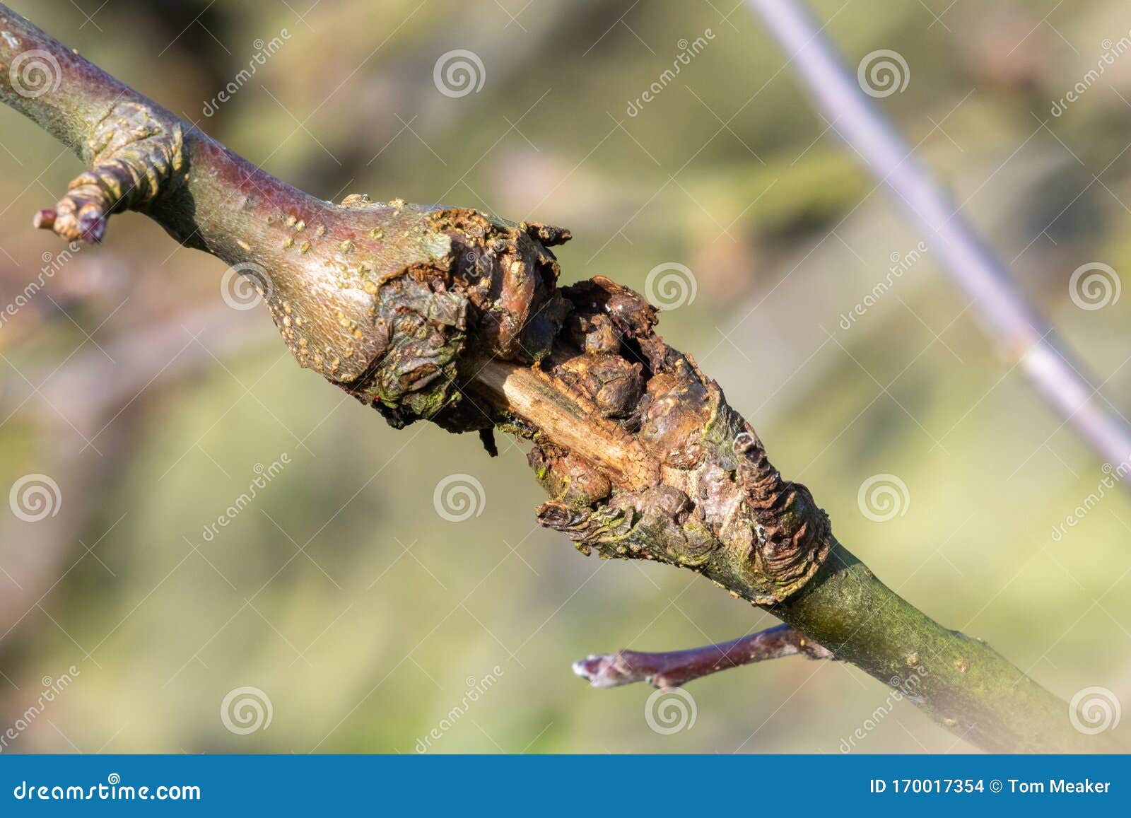 Canker On An Apple Tree Stock Photo | CartoonDealer.com #170017236
