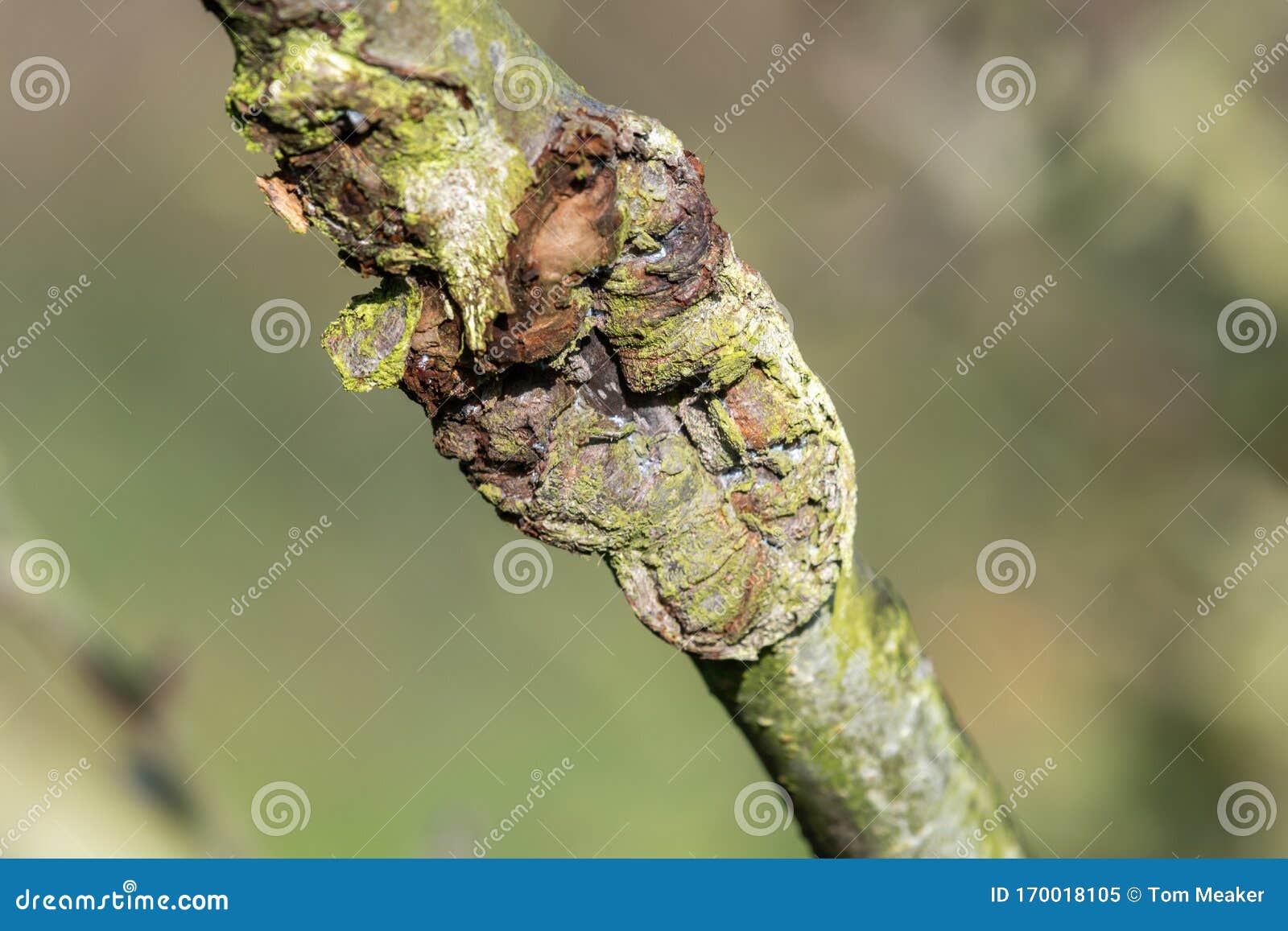 Canker on an apple tree stock image. Image of nature - 170018105