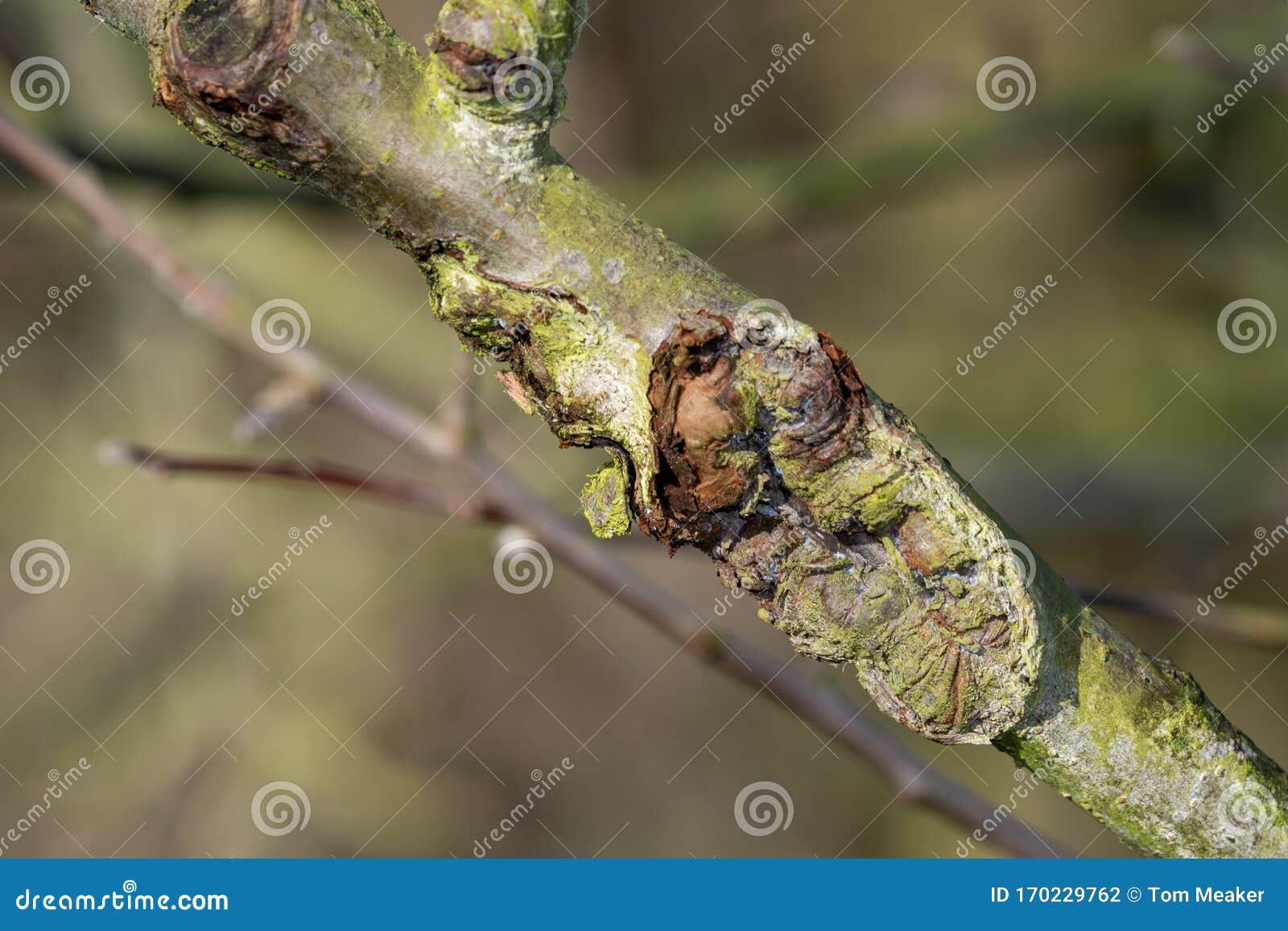 Canker on an apple tree stock photo. Image of outdoors - 170229762