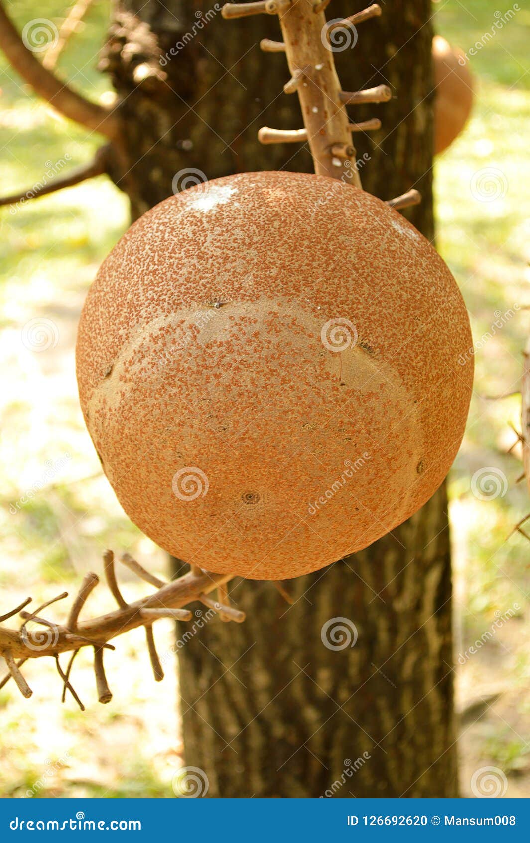 Cannonball Tree in garden stock photo. Image of branch - 126692620