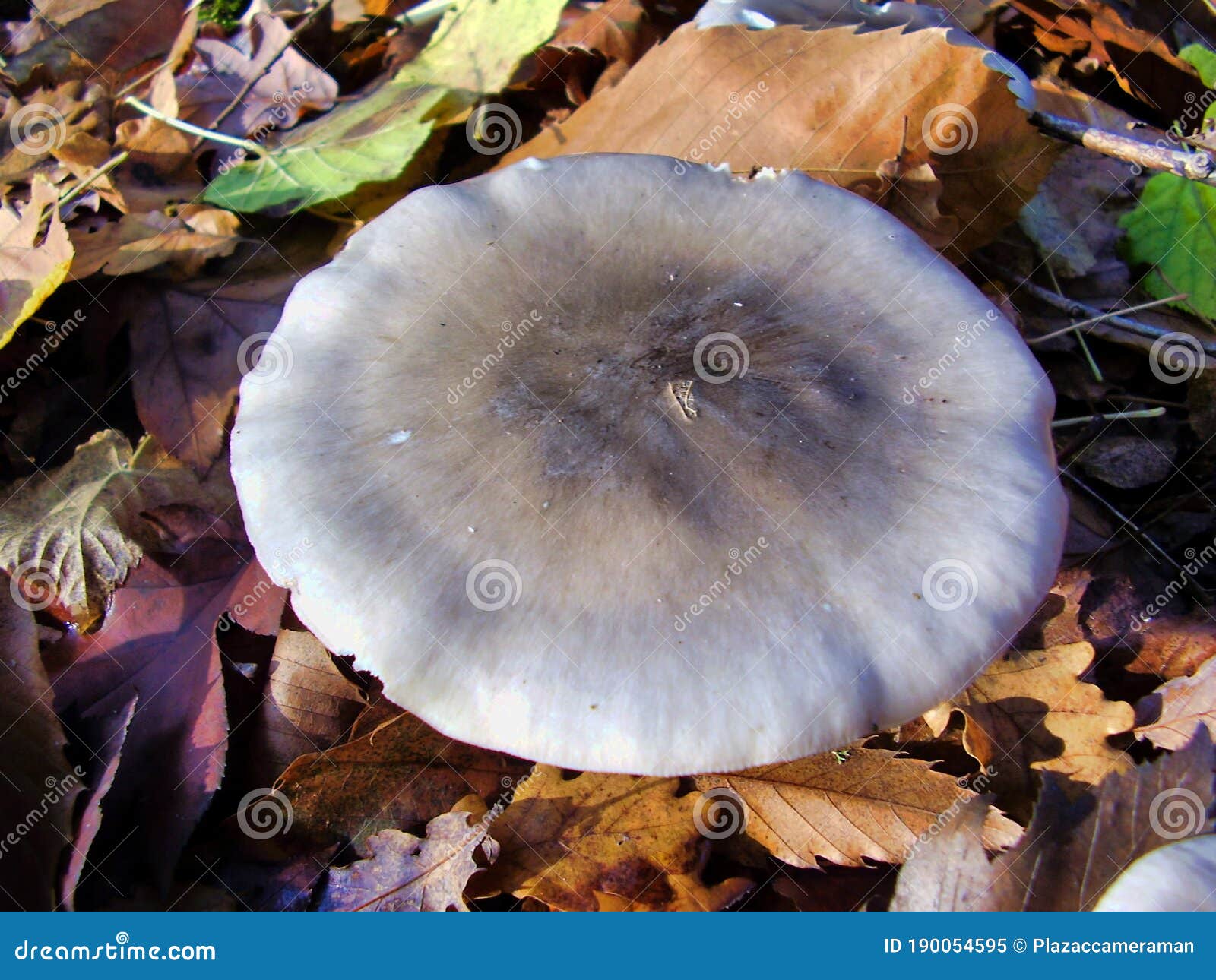 Clitocybe Nebularis Mushroom Stock Image - Image of growing, close ...