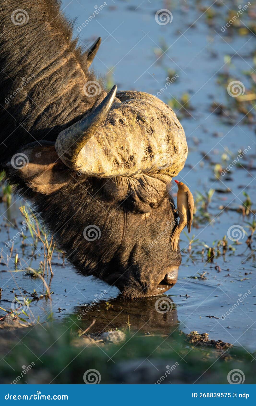 Close-up of Cape Buffalo Drinking from River Stock Image - Image of ...