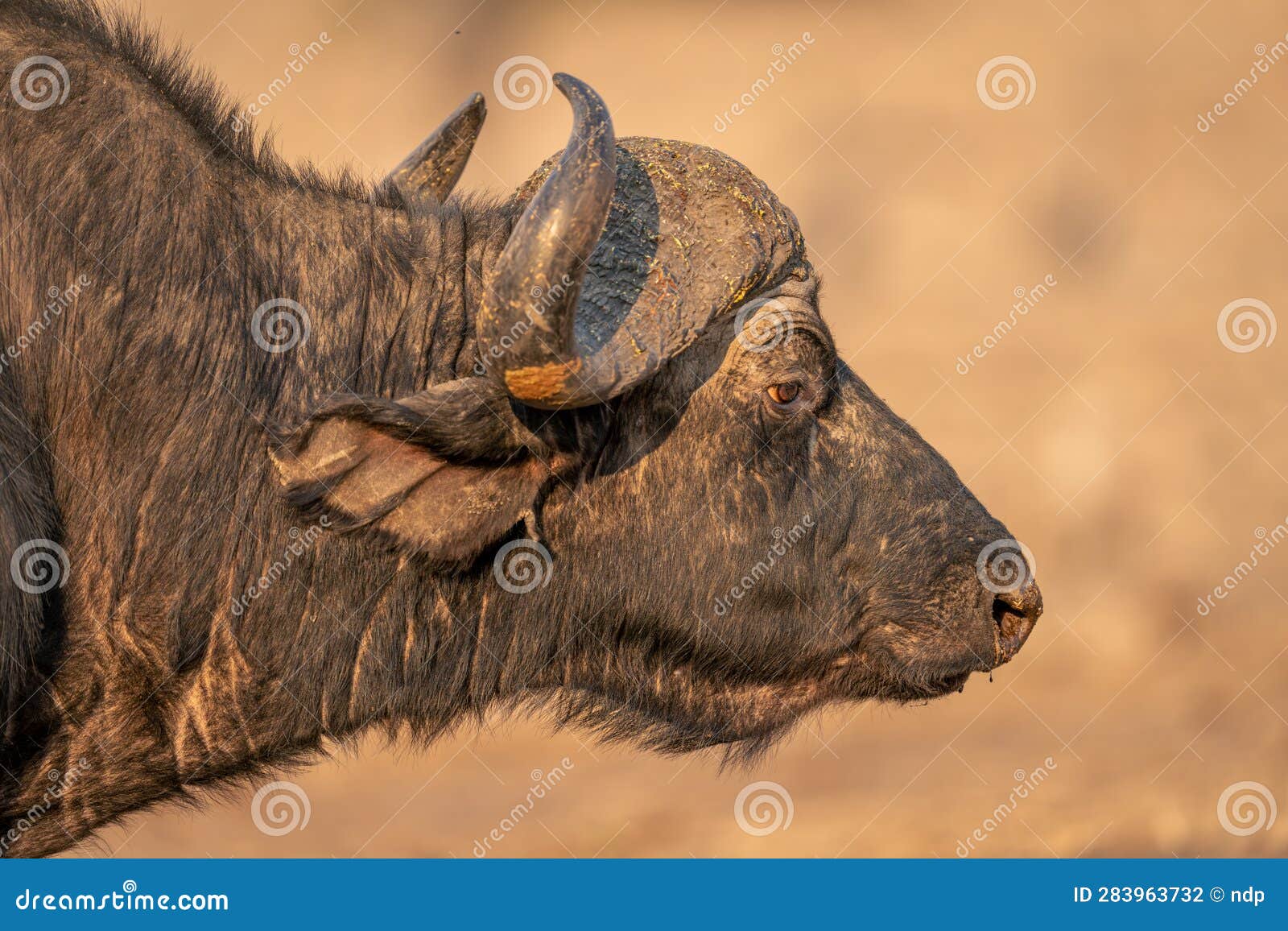 Close-up of Cape Buffalo Face and Neck Stock Photo - Image of park ...