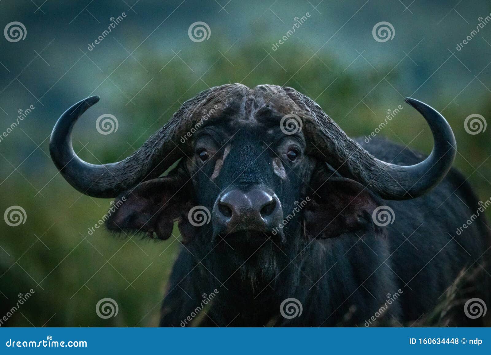 Close-up of Cape Buffalo Head Facing Camera Stock Photo - Image of ...