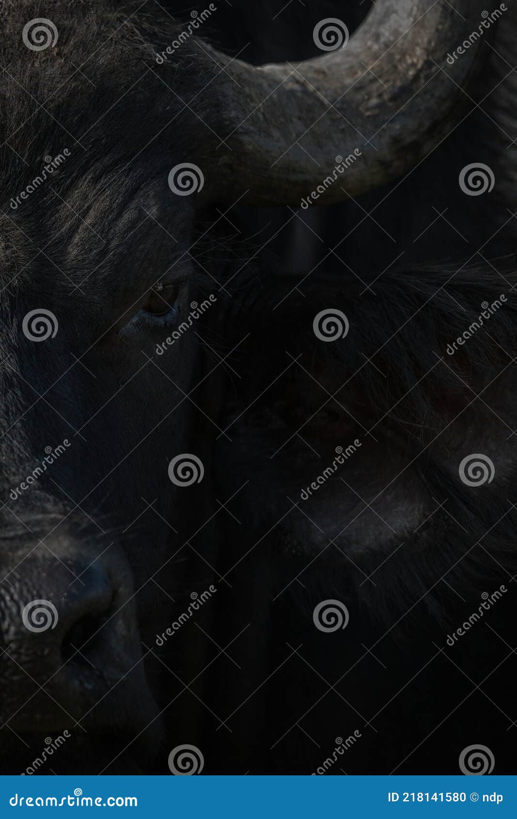 Close-up of Cape Buffalo Head in Shadow Stock Photo - Image of portrait ...