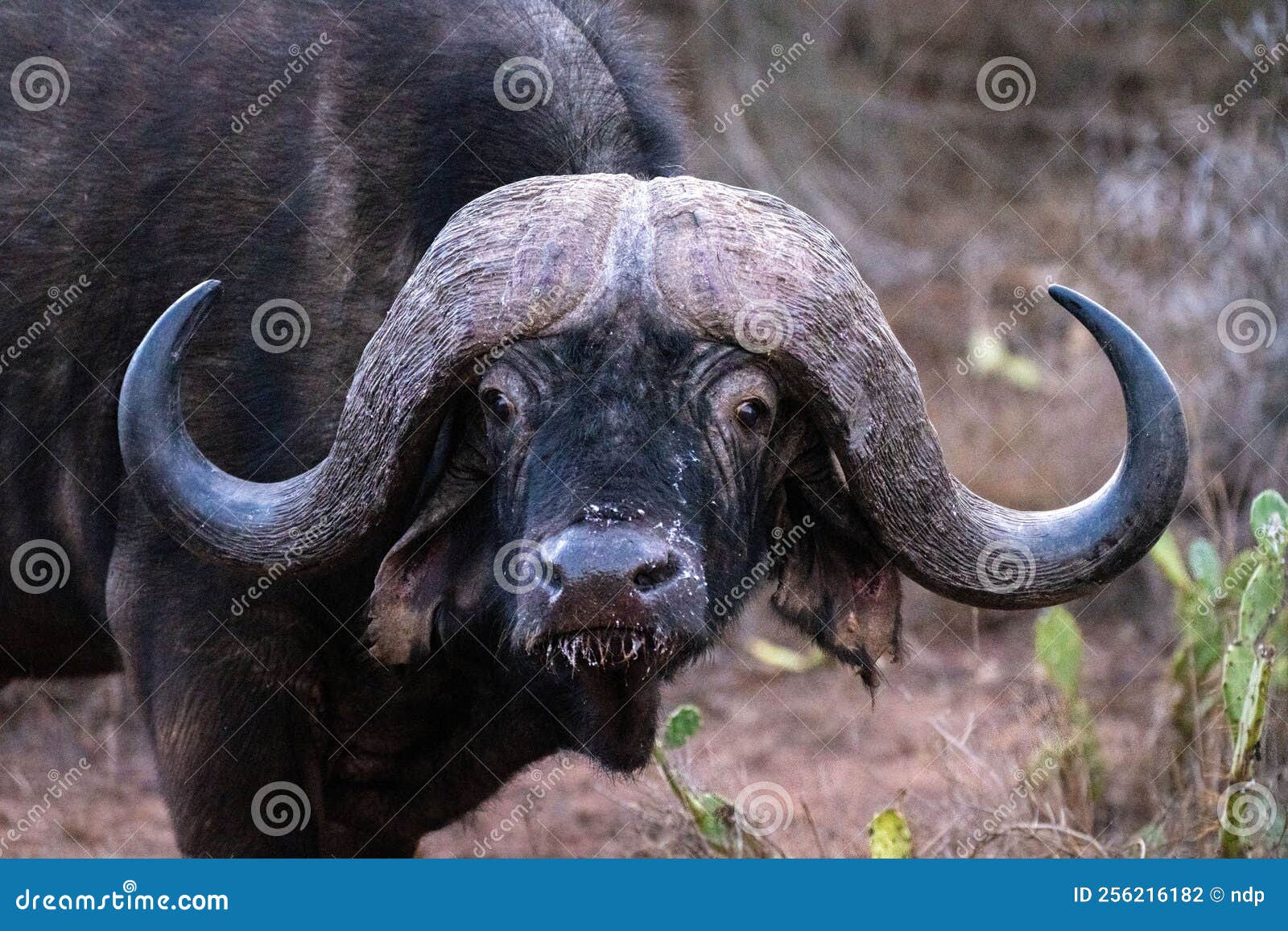 Close-up of Cape Buffalo Standing Turning Head Stock Photo - Image of ...