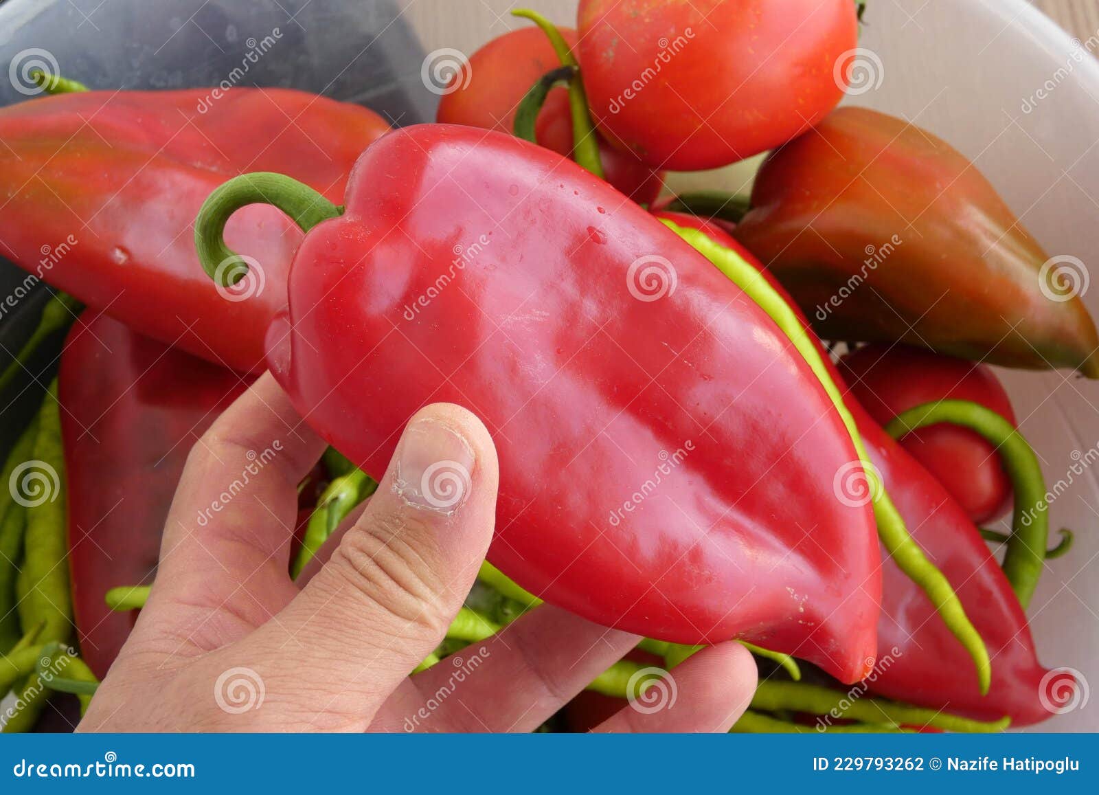 Close-up Capia Pepper,red Large Pepper,sweet Capia Pepper for Tomato ...