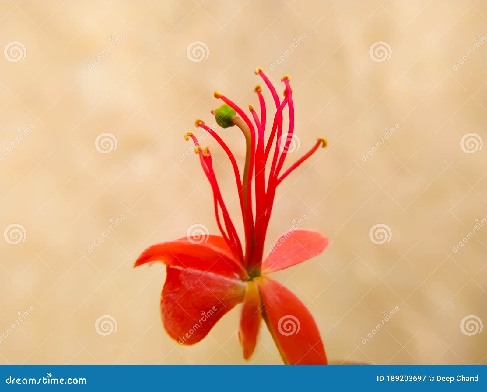 Close Up of Capparis Flowering Plant Stock Image - Image of europe ...