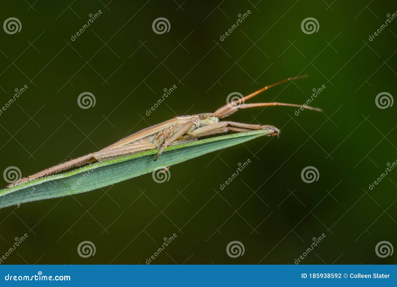 Close Up of a Capsid Bug, Lygocoris Pabulinus, on a Blade of Grass ...