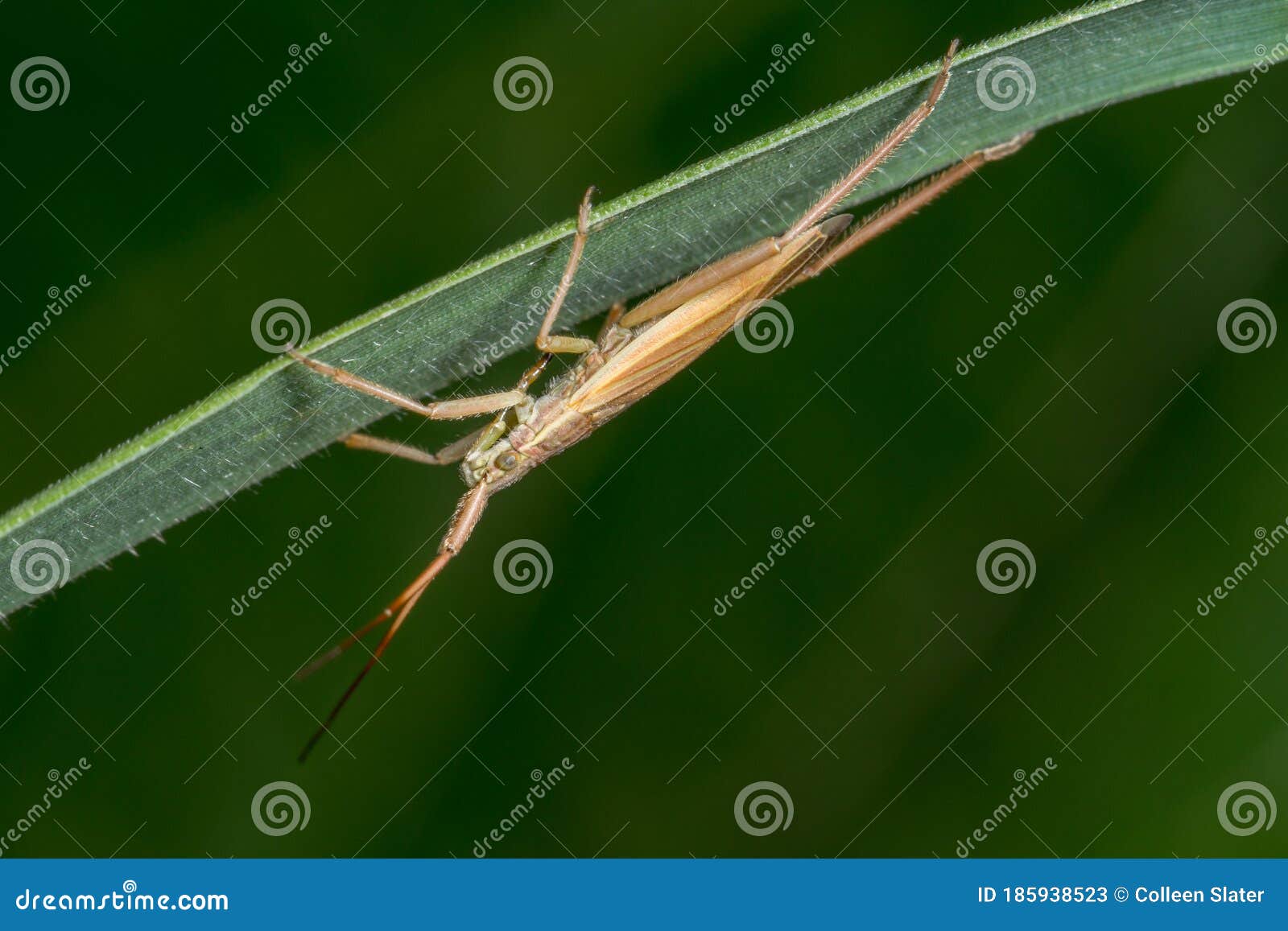 Close Up of a Capsid Bug, Lygocoris Pabulinus, on a Blade of Grass ... Close Up of a Capsid Bug, Lygocoris Pabulinus, on a Blade of Grass ...