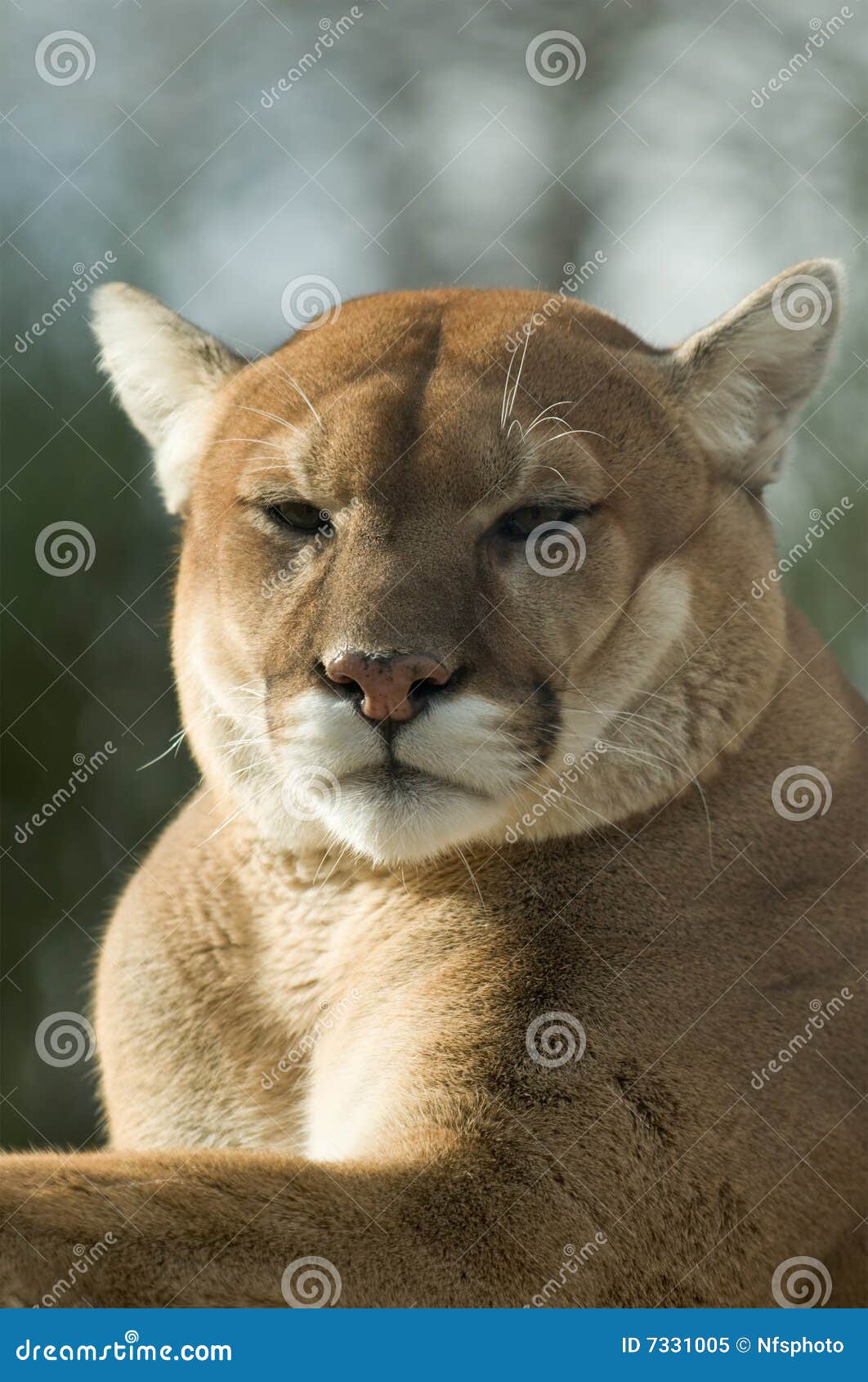 Cougar Puma Concolor, Also Commonly Known As The Mountain Lion, Puma ...