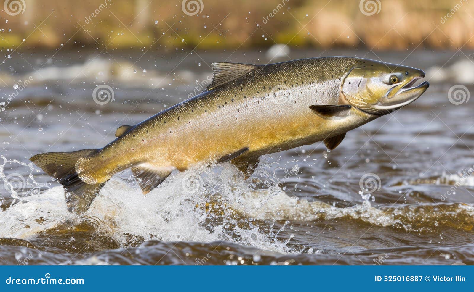 Dynamic Jump Serve Close Up Of Player S Powerful Landing, Showcasing ...