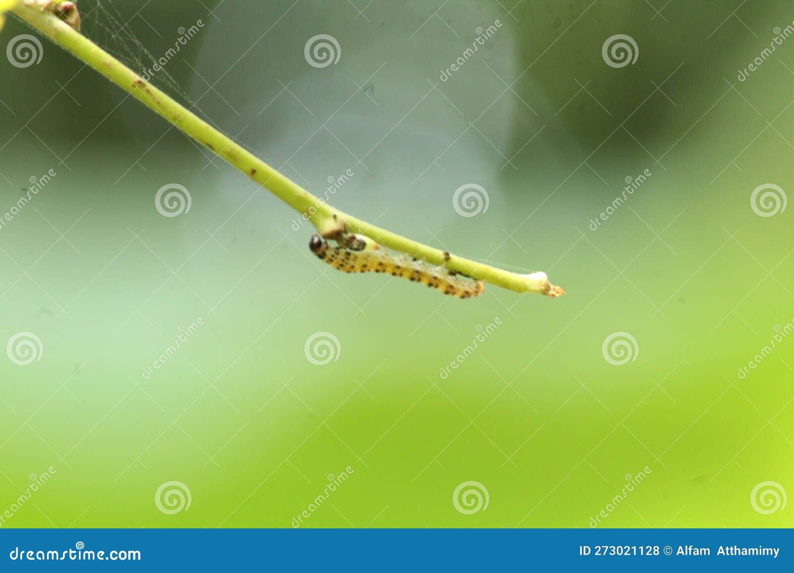 A Close Up Capture of Small Caterpillar Stock Photo - Image of pest ...